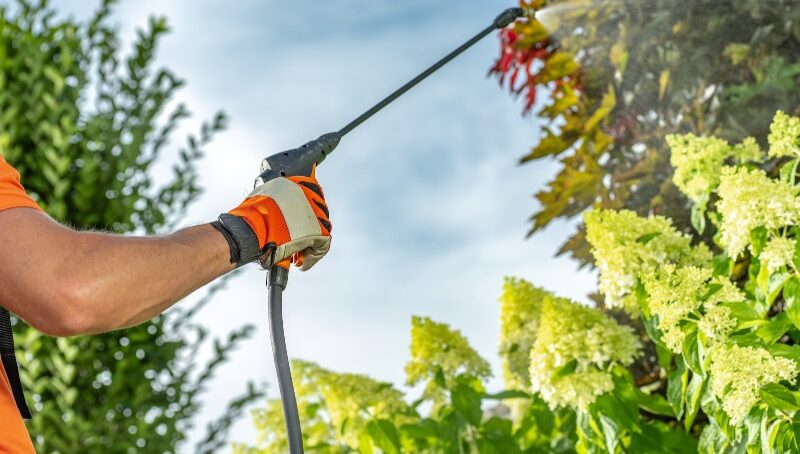 Natural Pest Control for Commercial Poolside Landscaping | Millennium ...